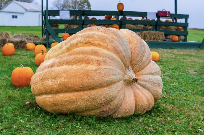 It’s time to enter a giant pumpkin growing contest - Nodaway News